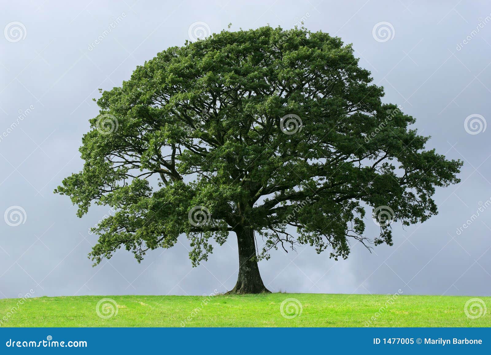 Oak Tree Royalty Free Stock Photo - Image: 1477005