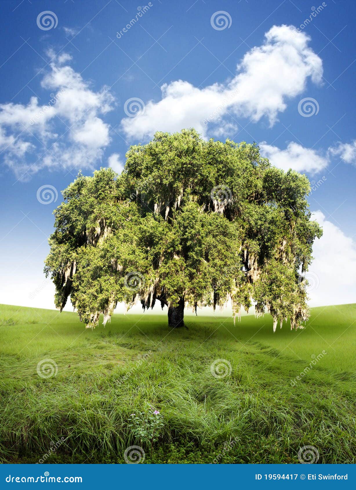 Oak tree stock image. Image of nature, serene, summer - 19594417