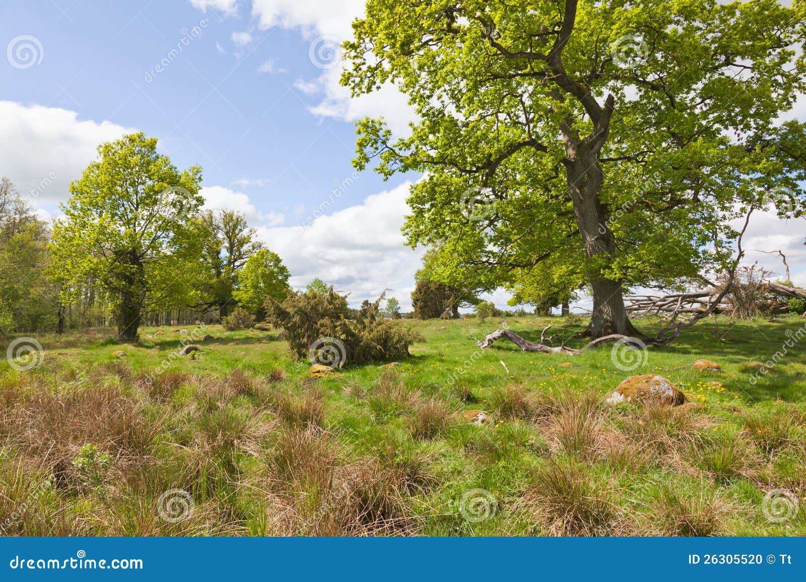 Oak tree stock photo. Image of beauty, rural, scene, clouds - 26305520