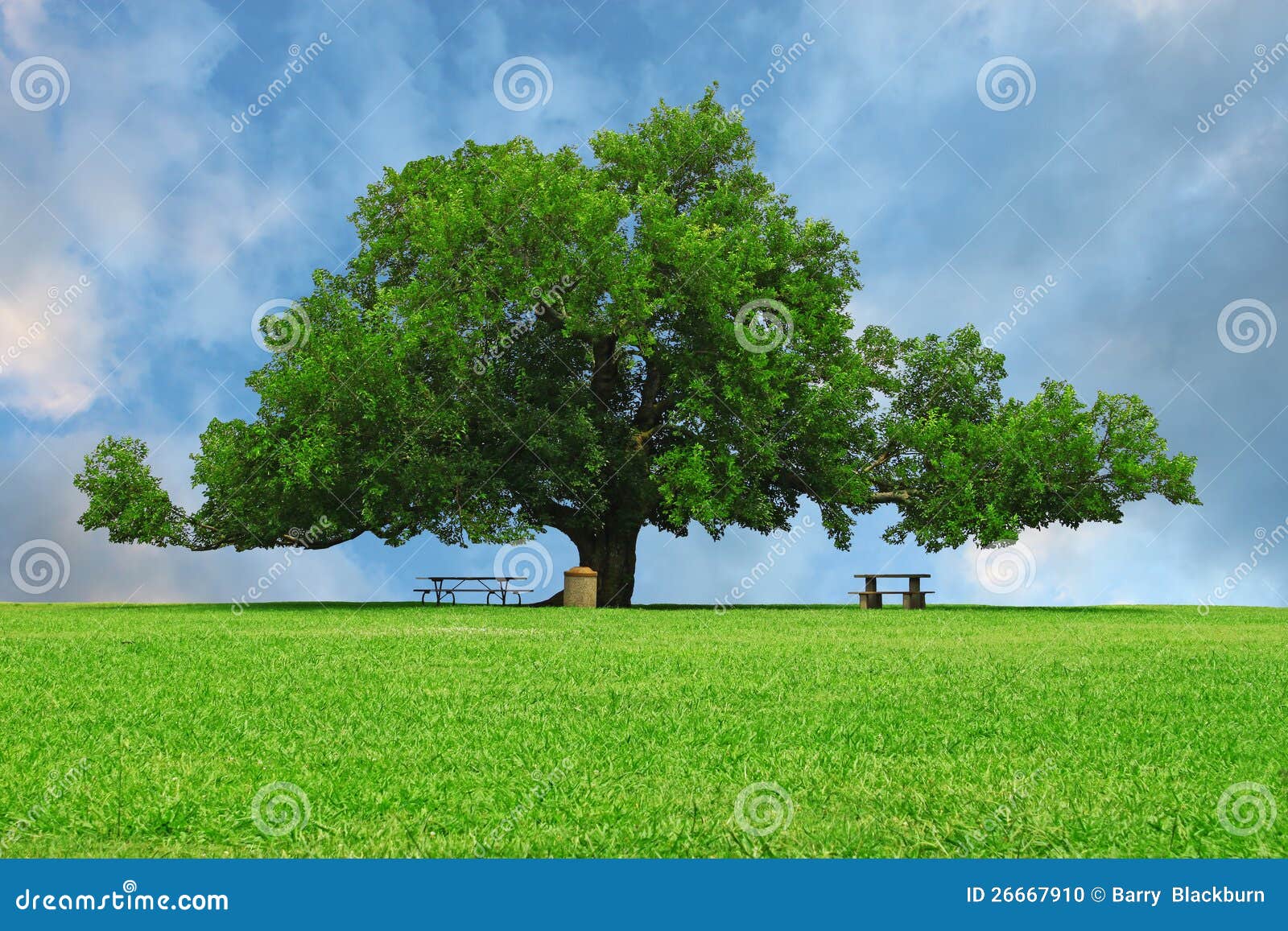 869 Tan Oak Tree Stock Photos - Free & Royalty-Free Stock Photos from ...