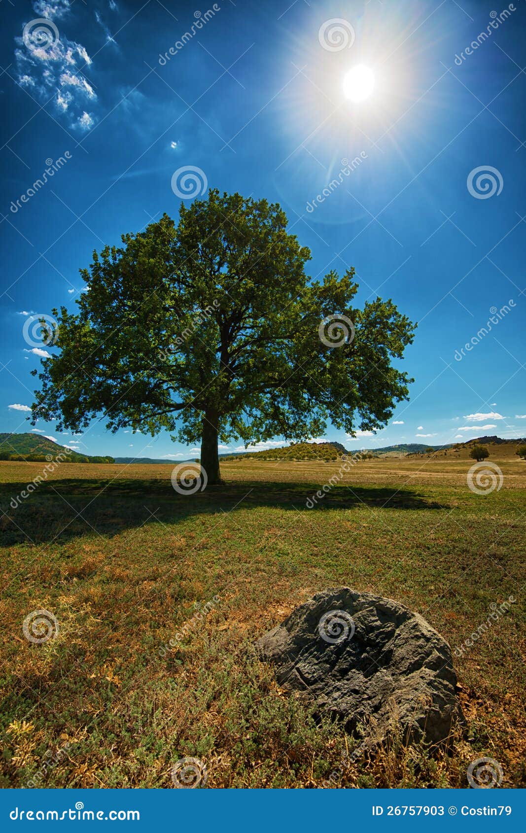 Oak tree stock image. Image of isolation, isolated, flora - 26757903
