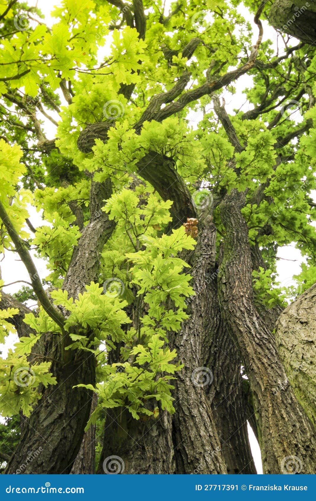Oak tree stock image. Image of growth, seasonal, spring - 27717391