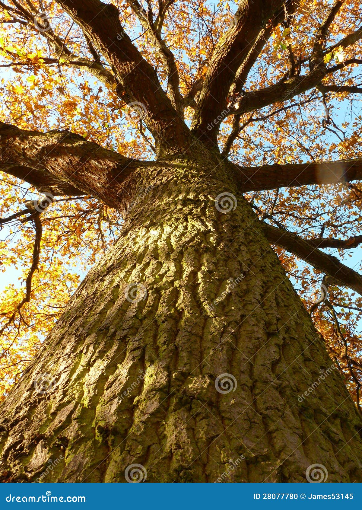 Oak Tree stock photo. Image of strength, ridged, quercus - 28077780