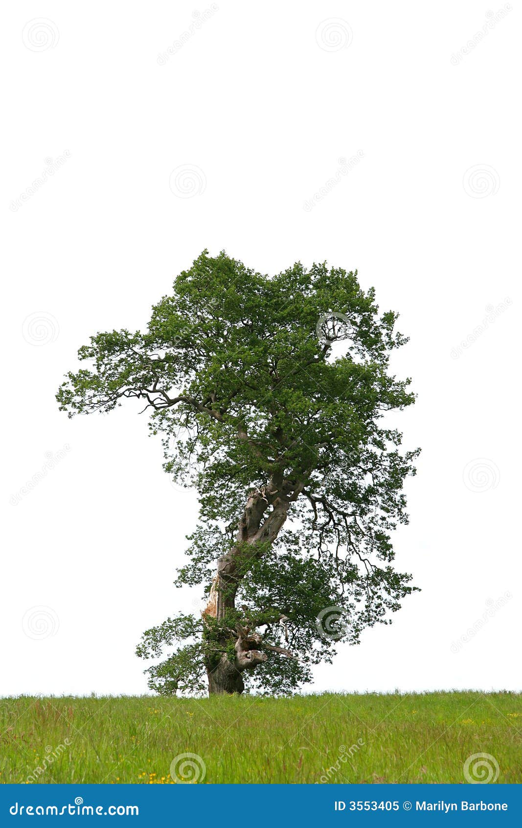 The Oak Tree stock image. Image of landscape, quiet, mighty - 3553405