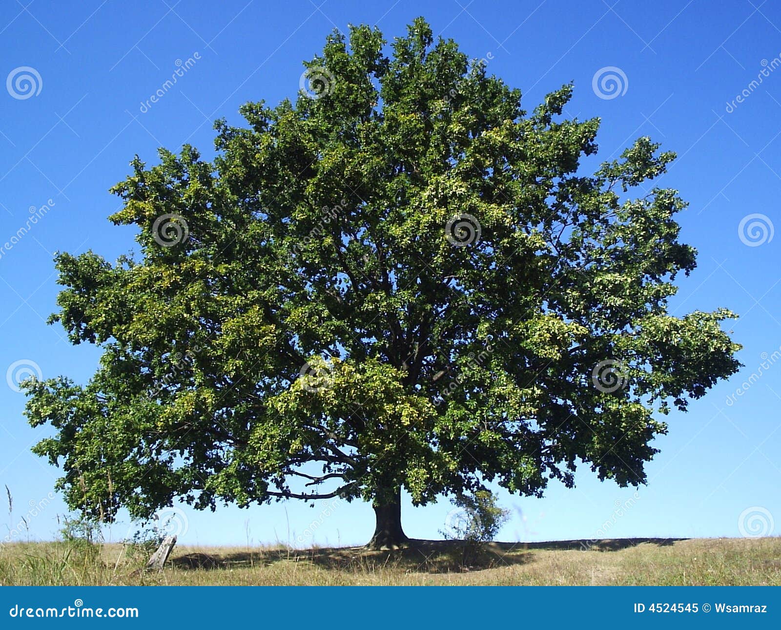 Oak tree stock image. Image of land, grow, shape, biology - 4524545