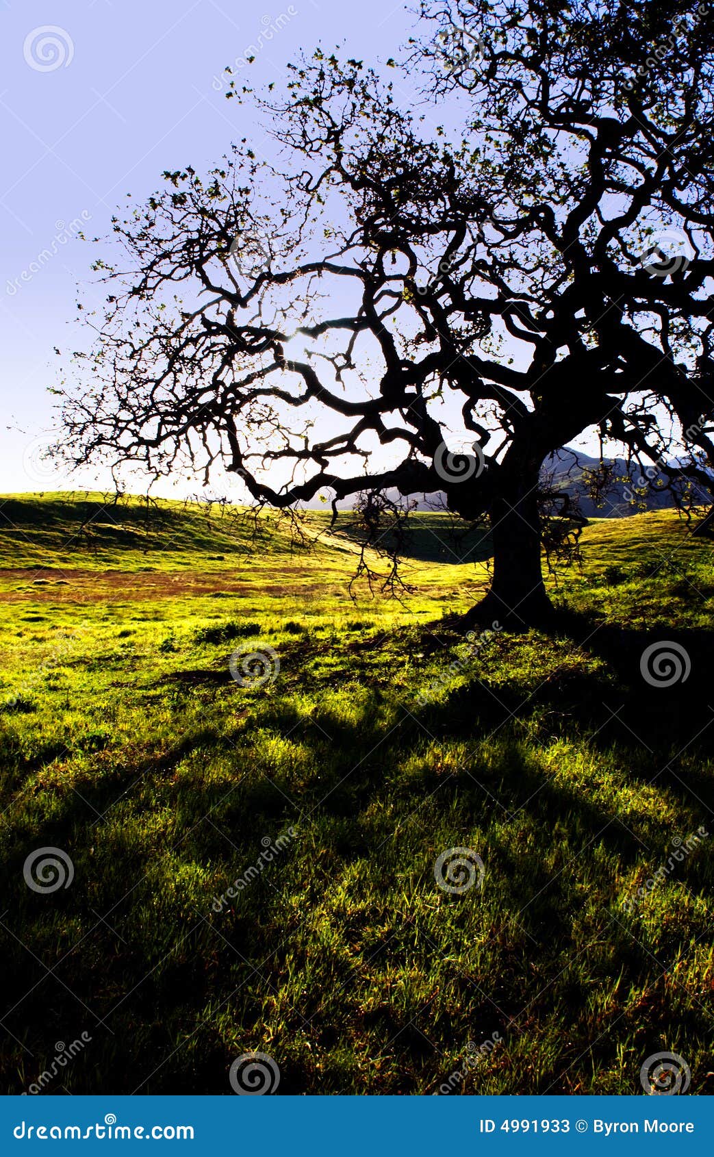 Oak tree stock image. Image of season, emptiness, backdrop - 4991933