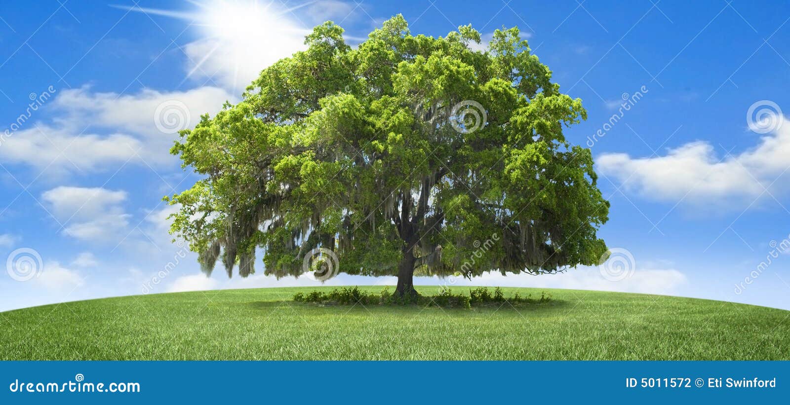 Oak tree stock photo. Image of field, spectacular, meadow - 5011572