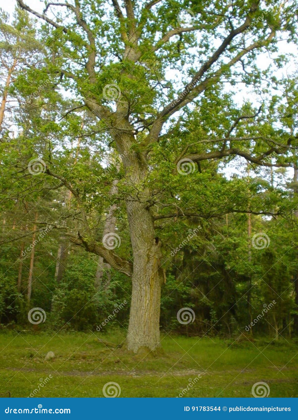 Oak Tree Picture. Image: 91783544