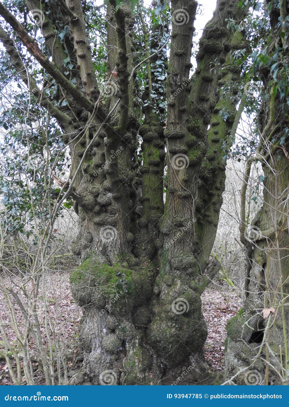 Oak Picture. Image: 93947785