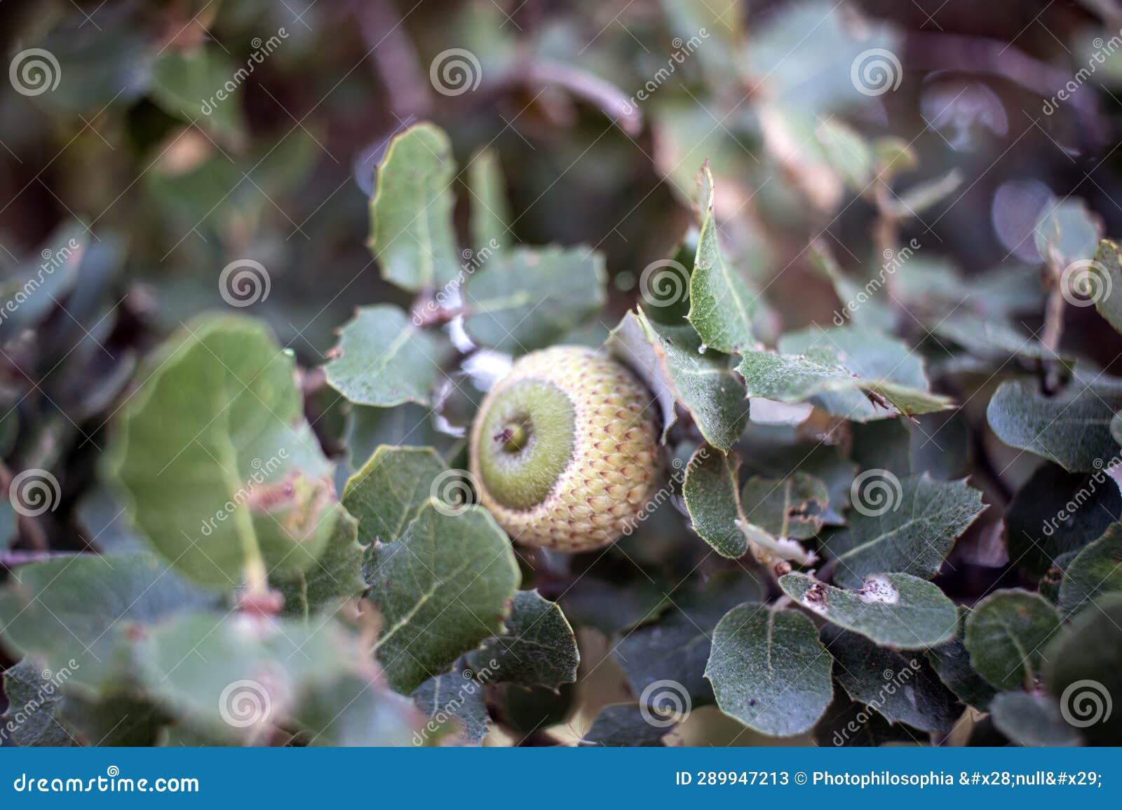 Oak Tree Acorn. Macro, Close-up Stock Image - Image of cake, macro ...
