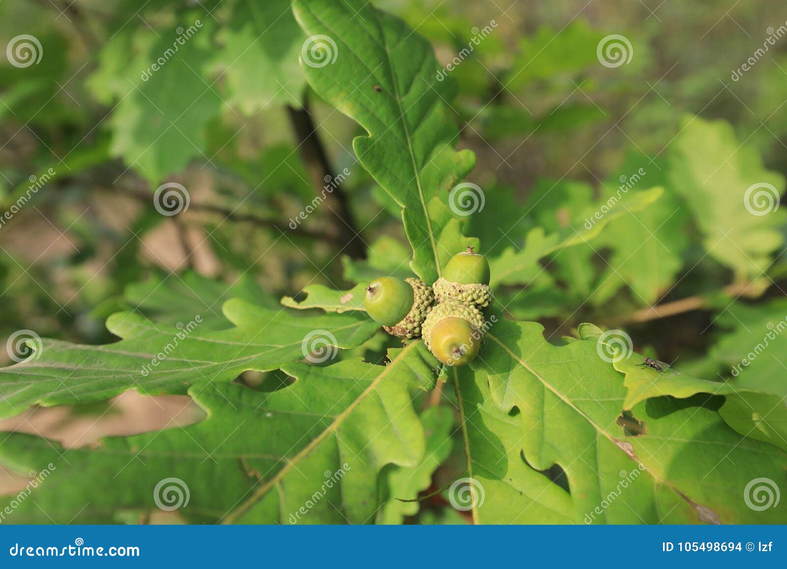 Oak tree acorn nut stock photo. Image of forest, branch - 105498694 Oak tree acorn nut stock photo. Image of forest, branch - 105498694