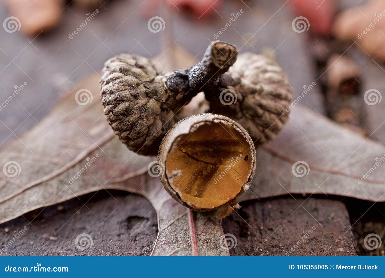 Oak tree acorn stock image. Image of falls, moon, potomac - 105355005