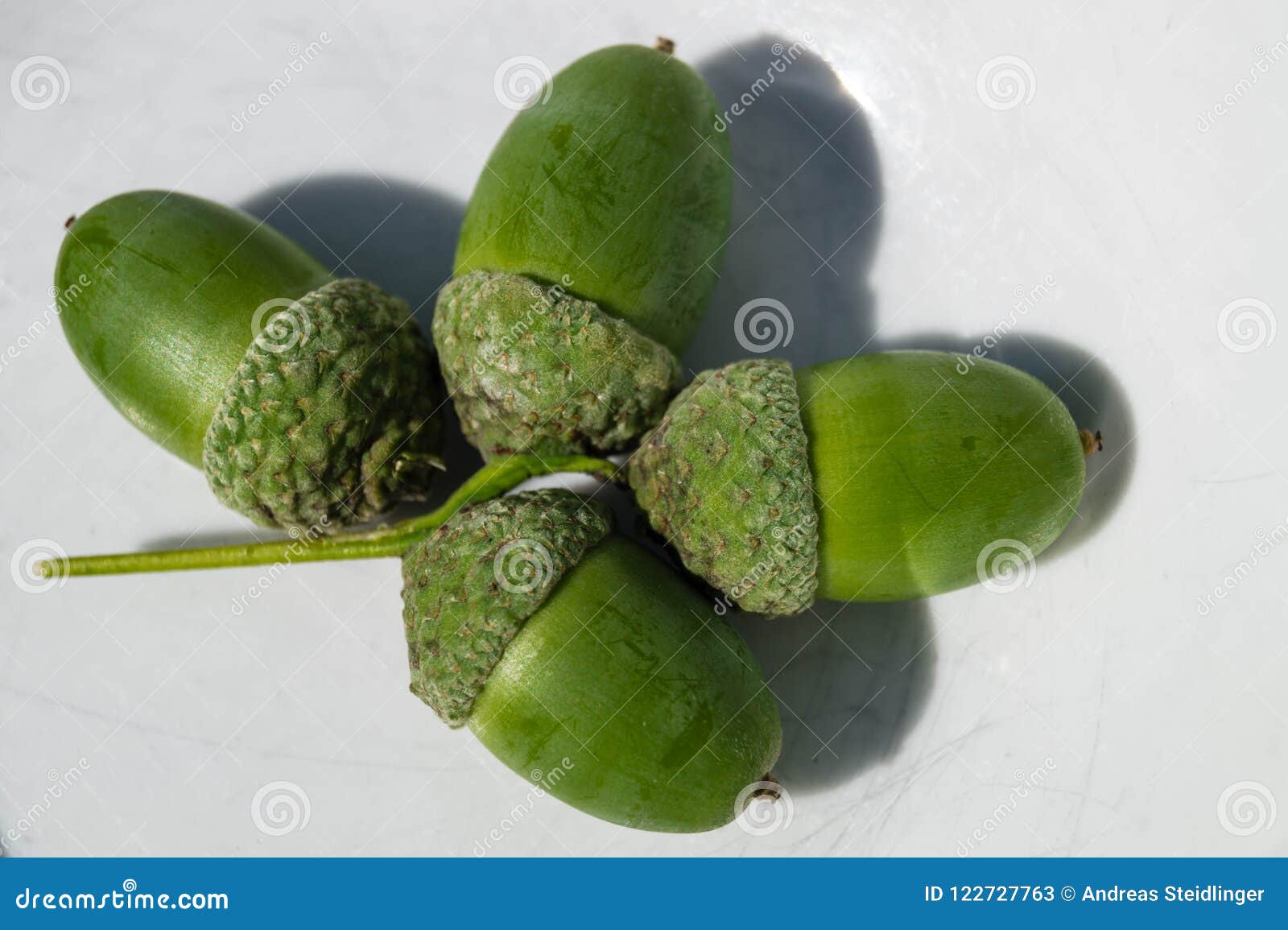 Oak Tree Acorns stock image. Image of autumn, acorn - 122727763