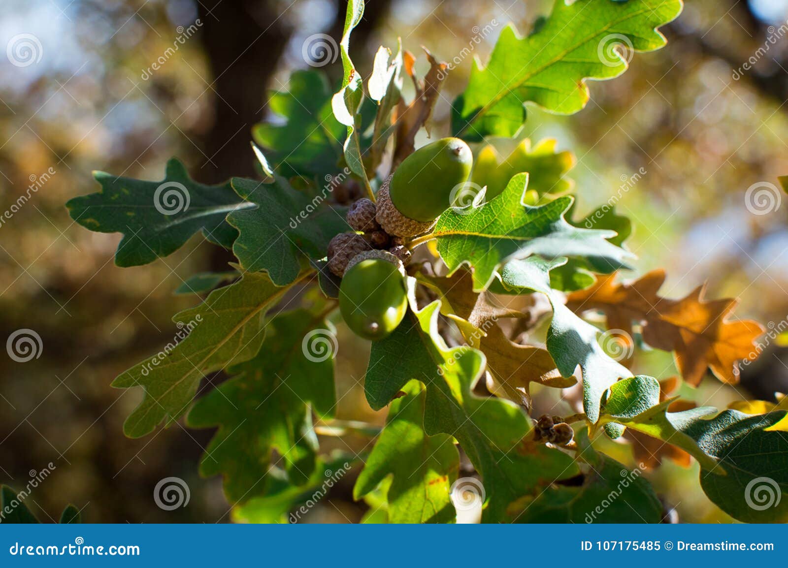 Oak tree with acorns stock image. Image of tree, leaves - 107175485