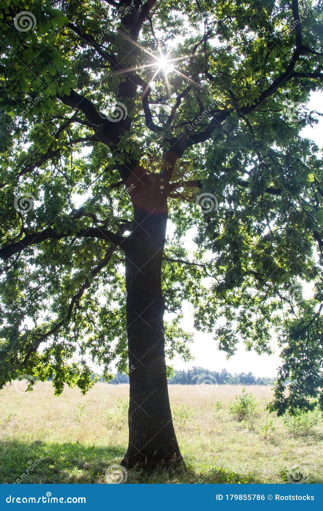 Oak Tree Against the Shining Sun Stock Photo - Image of quercus, limb ...