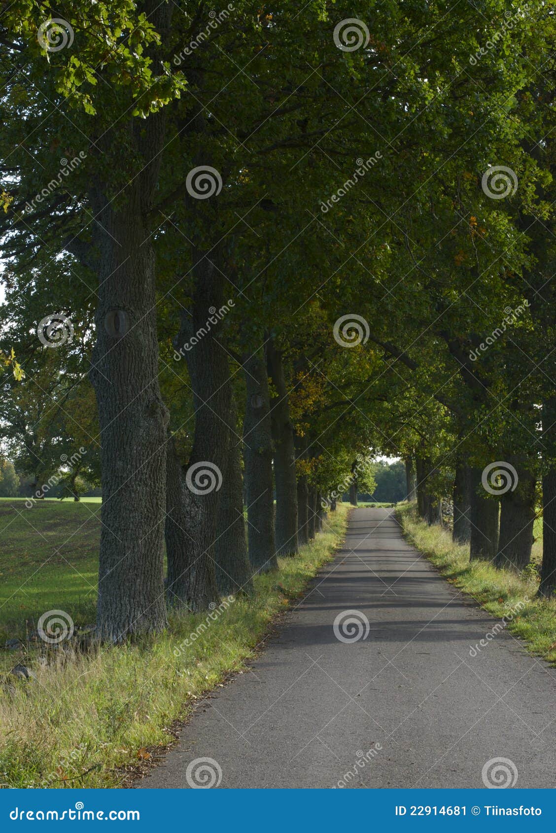 Oak tree alley stock image. Image of oaks, scandinavia - 22914681