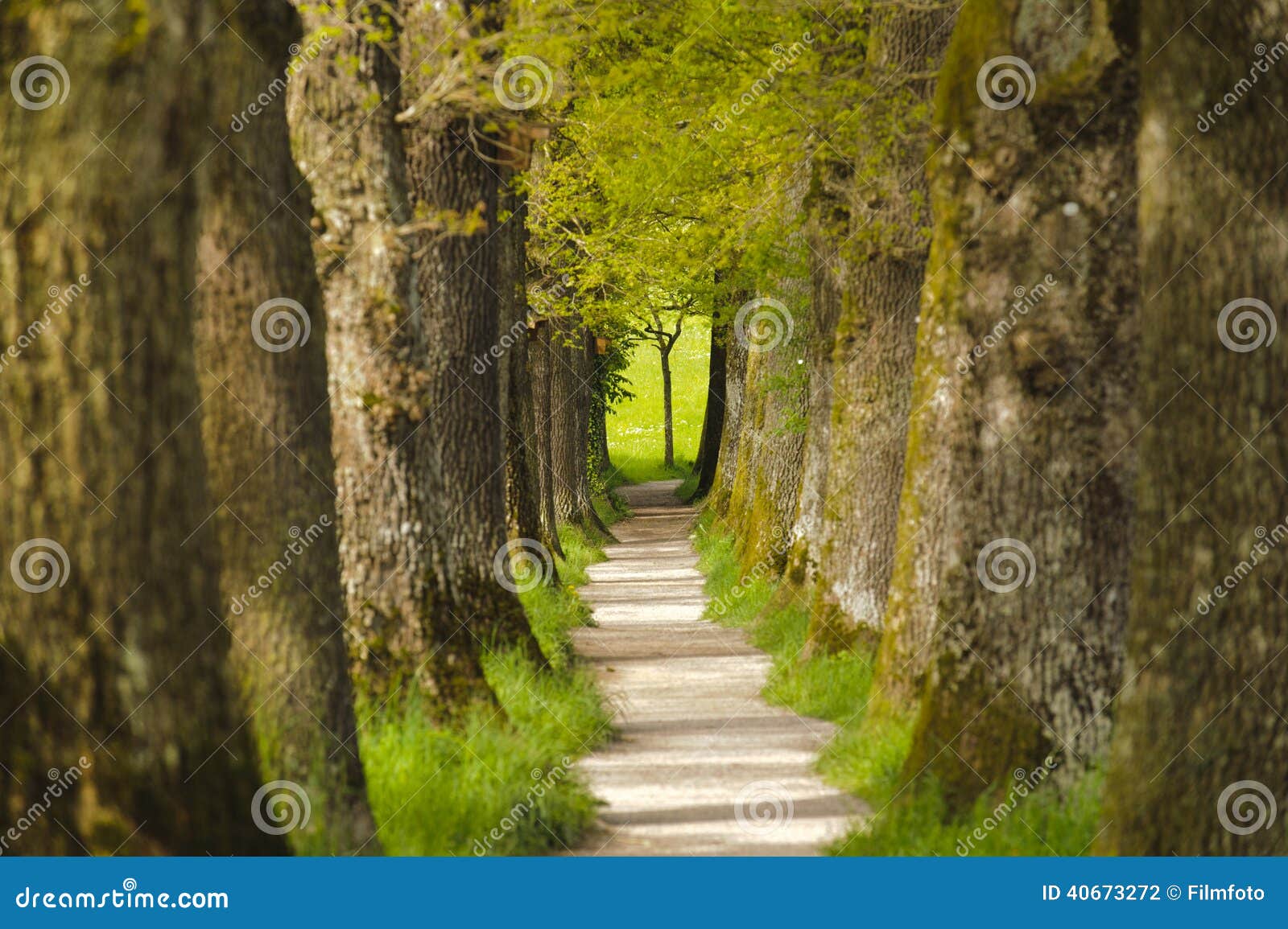 Oak Tree Alley with Footpath Stock Photo - Image of garden, bavaria ...
