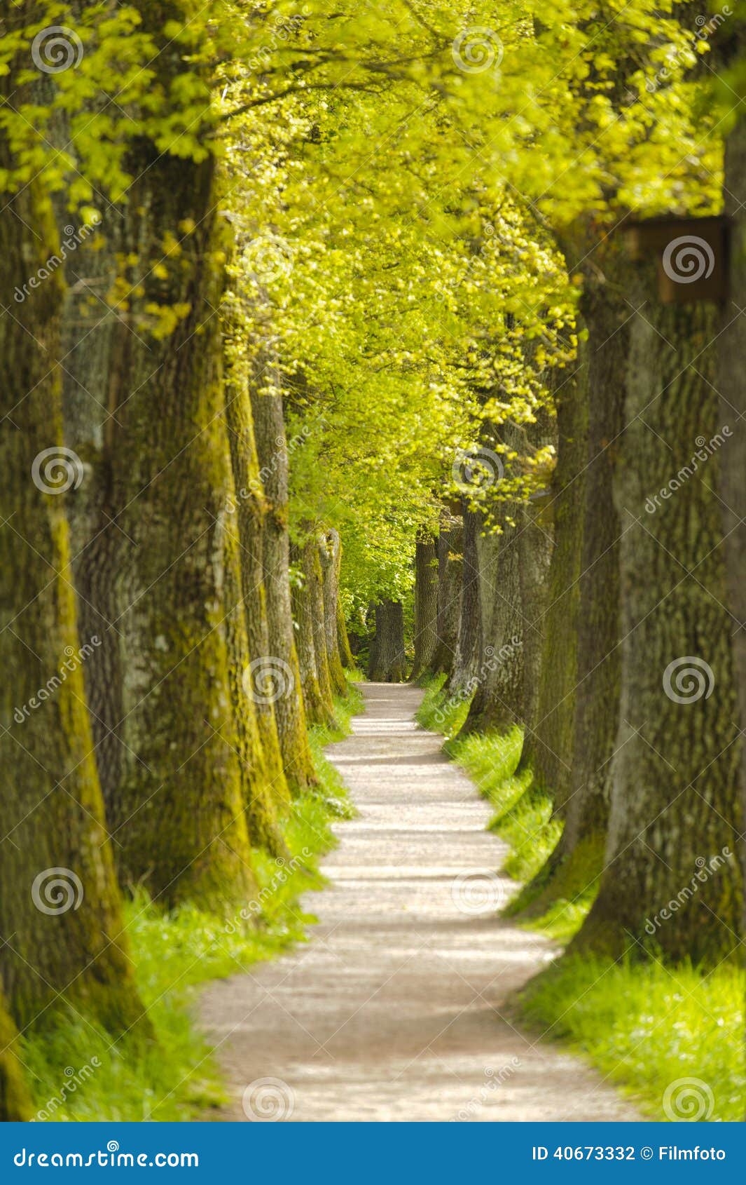 Oak Tree Alley with Footpath Stock Photo - Image of outdoor, beautiful ...