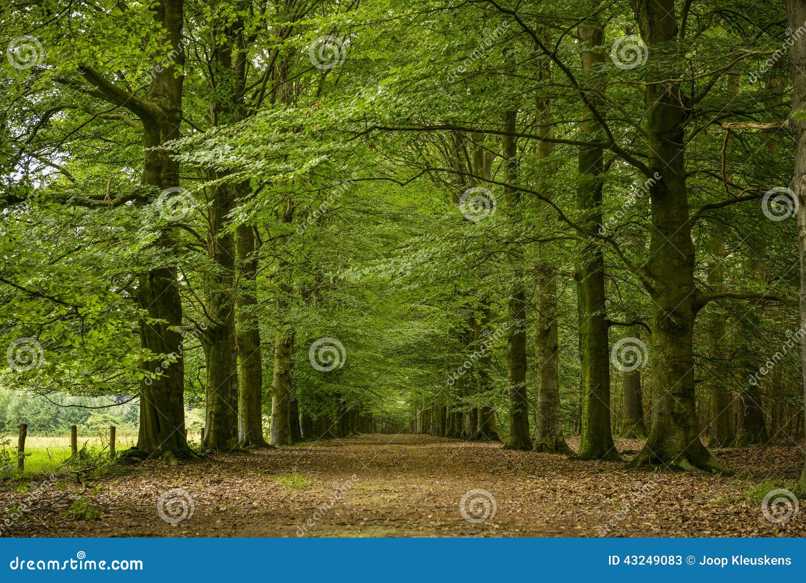 Oak tree alley with path stock image. Image of light - 43249083