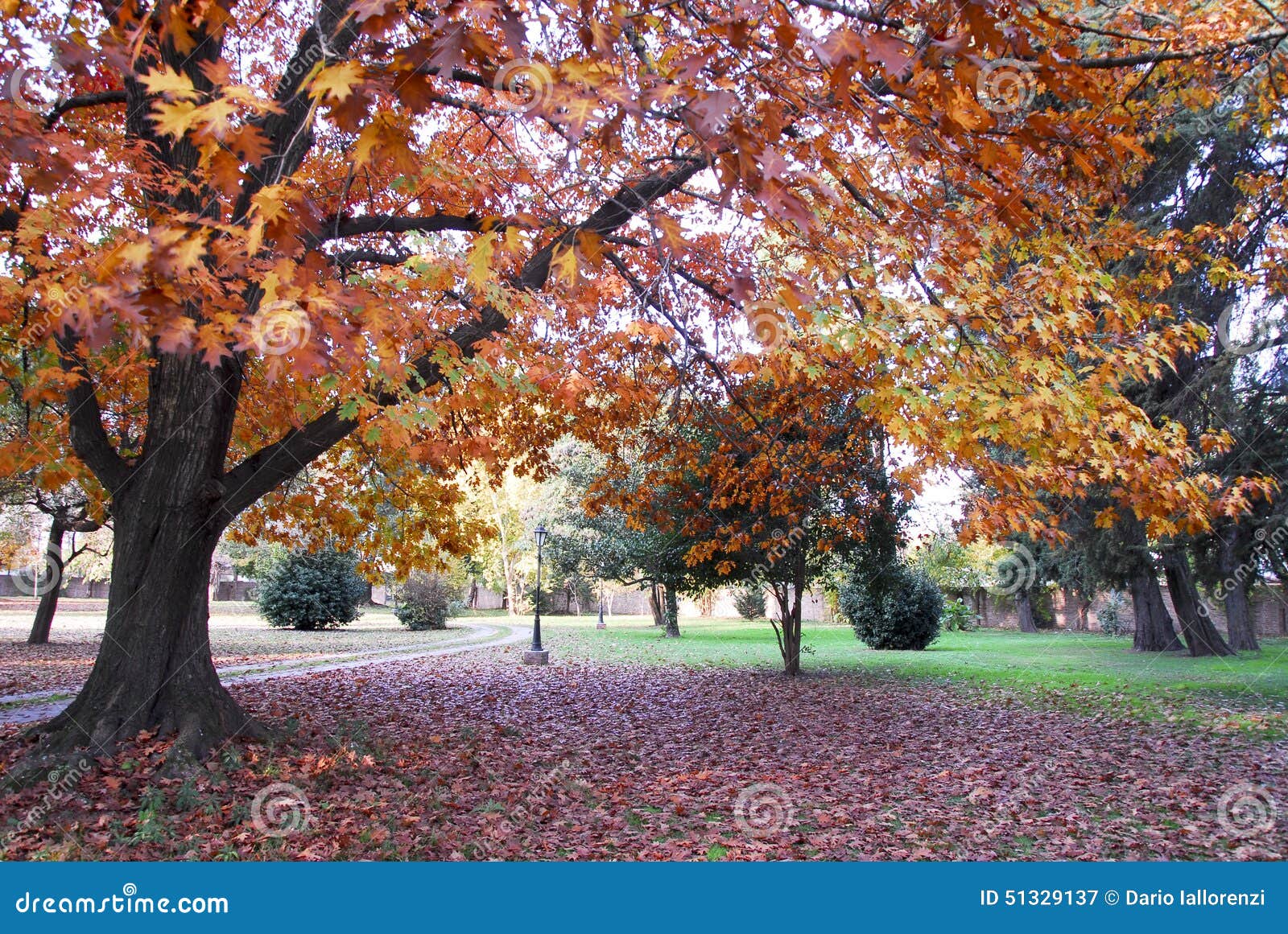 Oak tree in automn stock image. Image of blue, foliage - 51329137