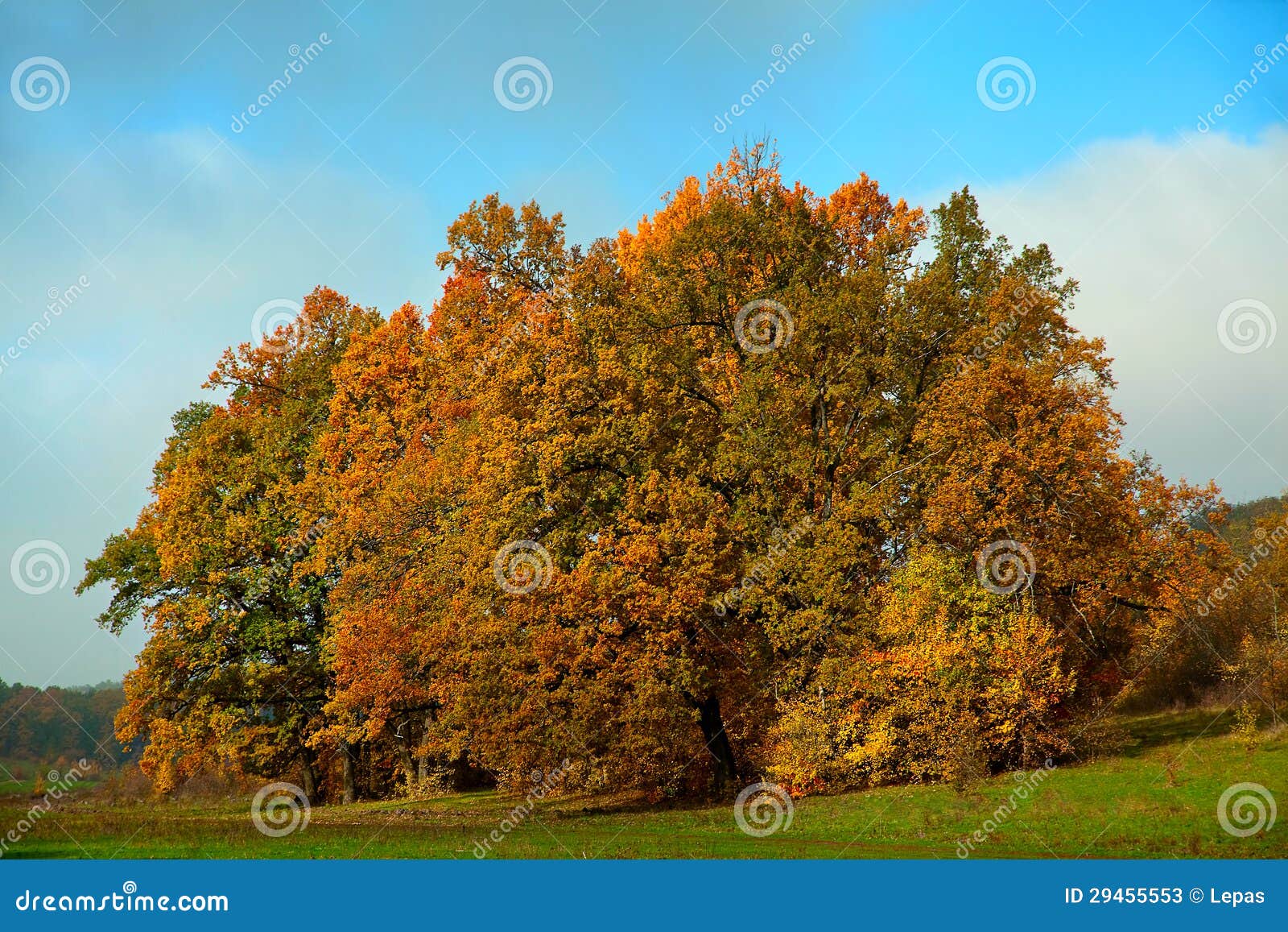 Oak tree in autumn stock image. Image of foliage, outdoor - 29455553