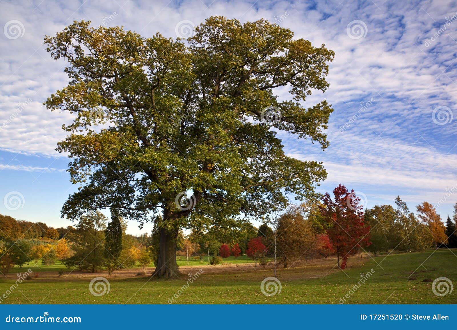 Oak Tree And Autumn Colors Stock Photo - Image: 17251520
