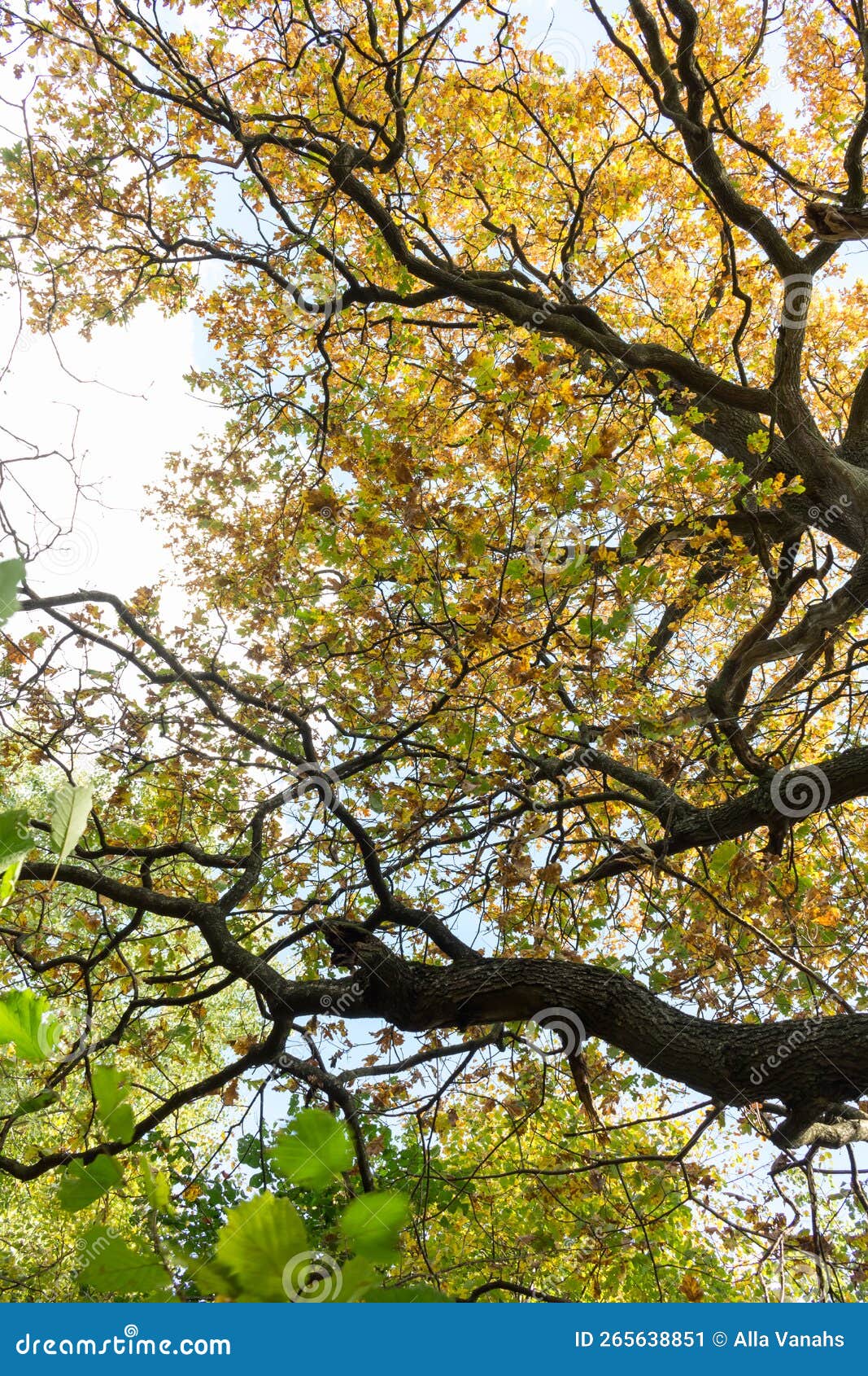 Oak tree in autumn stock image. Image of beautiful, leaf - 265638851