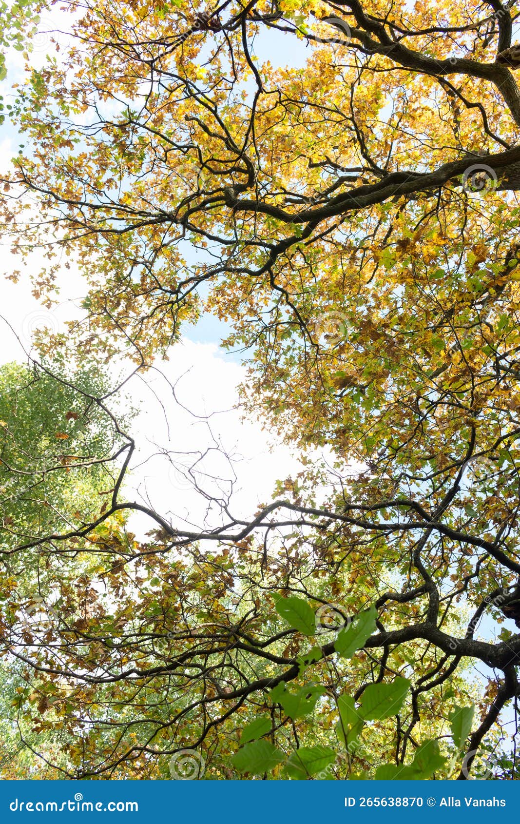 Oak tree in autumn stock photo. Image of fall, green - 265638870