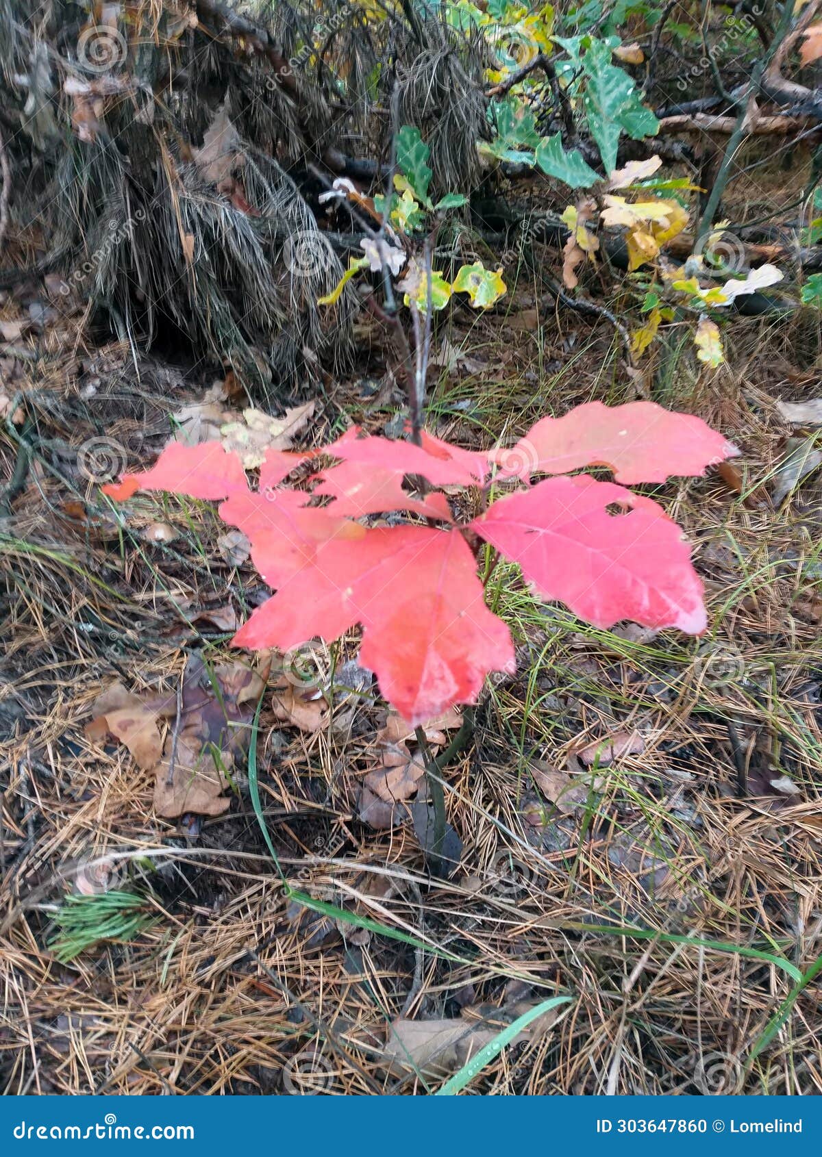 Oak Tree in the Autumn Forest Stock Photo - Image of trees, november ...