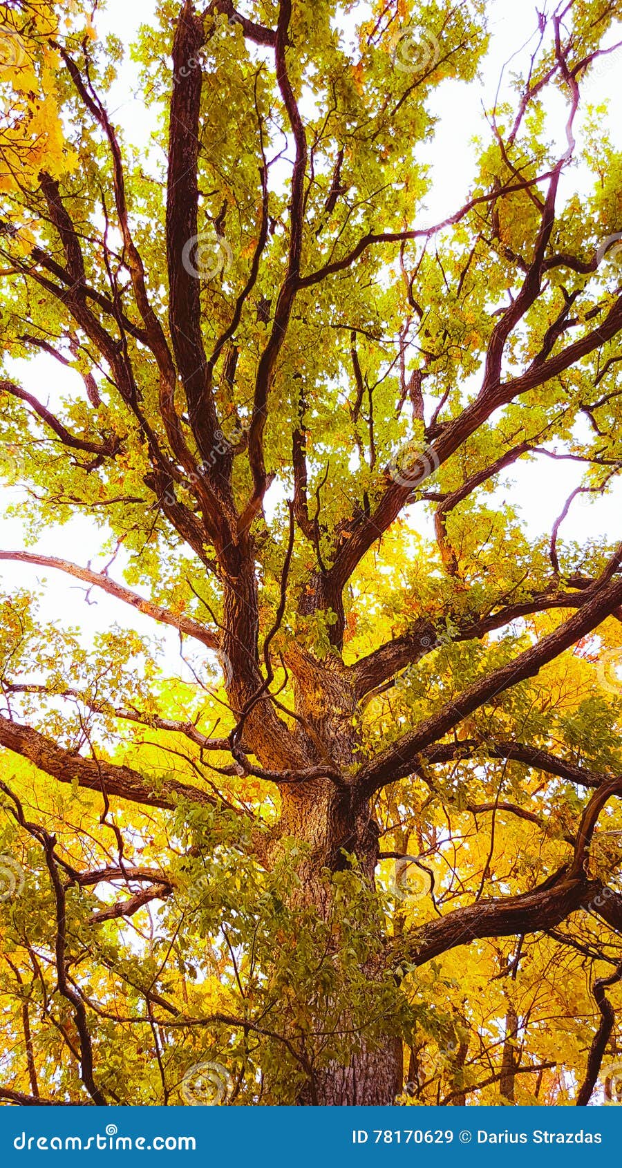 Oak tree in autumn stock image. Image of yellow, fall - 78170629
