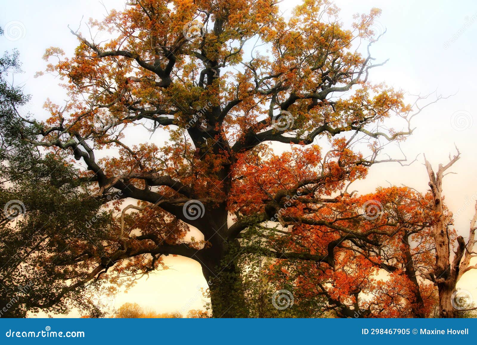 Oak tree in autumn stock image. Image of water, branch - 298467905
