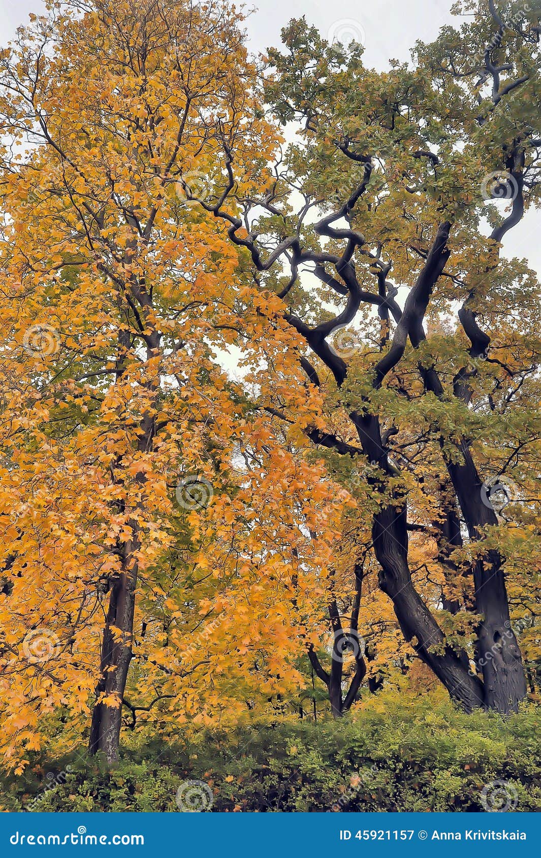 Oak tree in Autumn stock image. Image of background, forest - 45921157