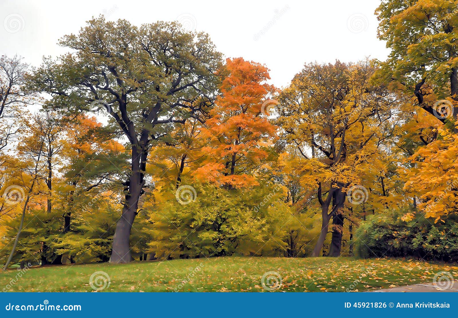 Oak tree in Autumn stock photo. Image of land, colours - 45921826 Oak tree in Autumn stock photo. Image of land, colours - 45921826