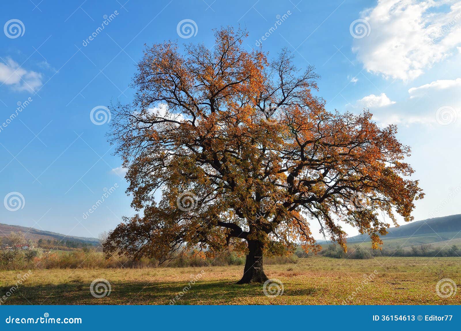 Oak tree in autumn season stock image. Image of atmosphere - 36154613