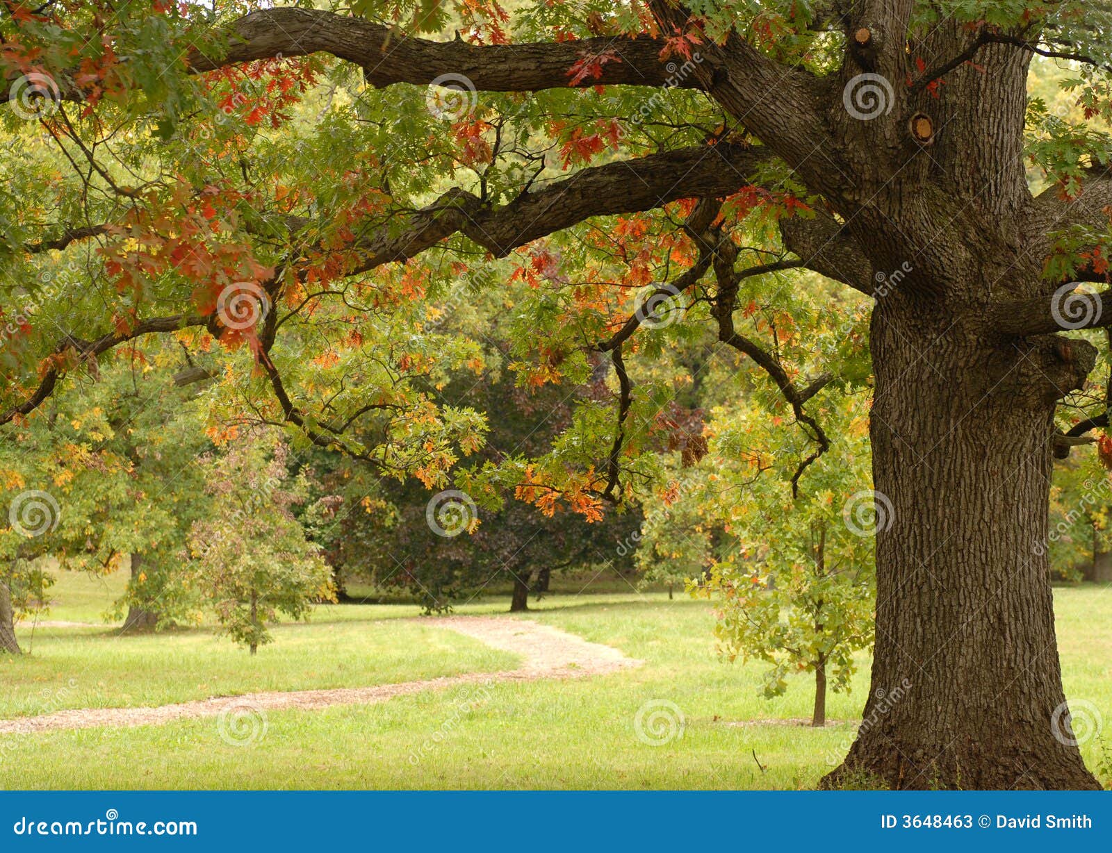 Oak Tree in an Autumn Setting Stock Image - Image of woods, dirt: 3648463