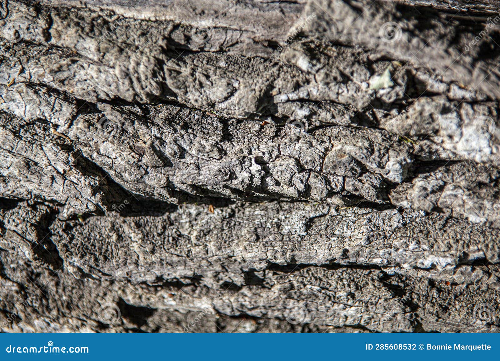 Oak Tree Back Rough Background. Stock Photo - Image of textured ...