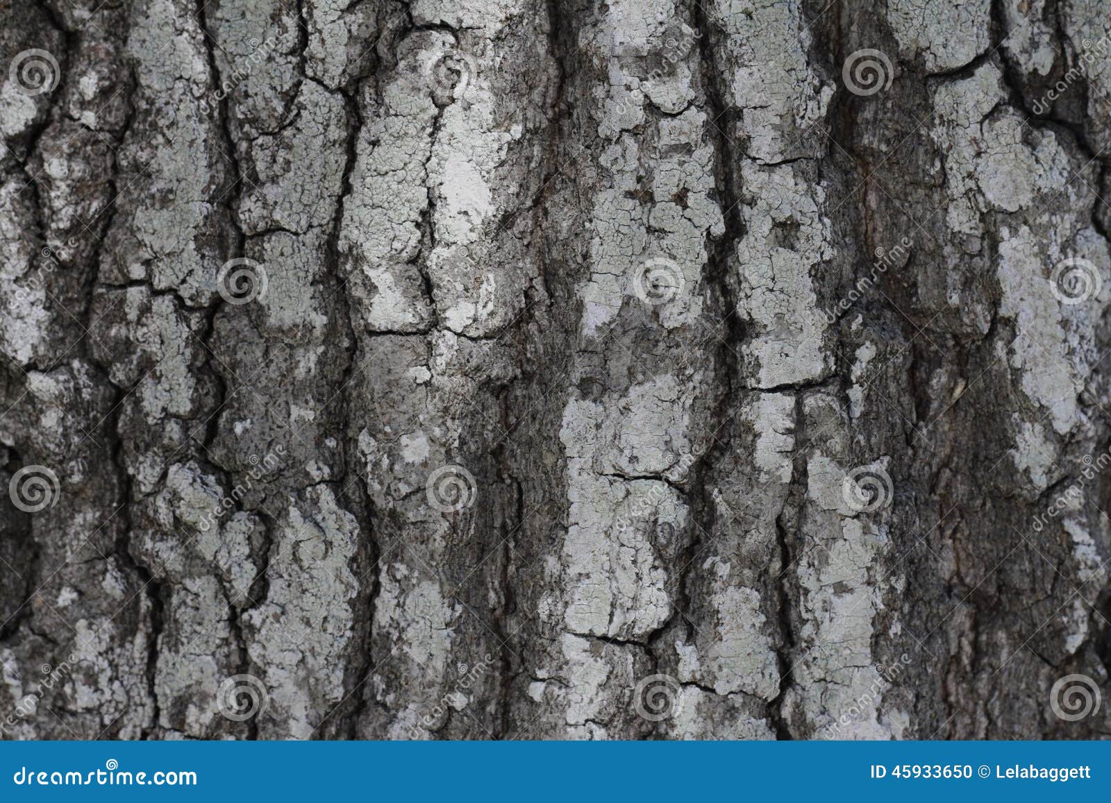 Oak Tree Background stock photo. Image of white, tree - 45933650