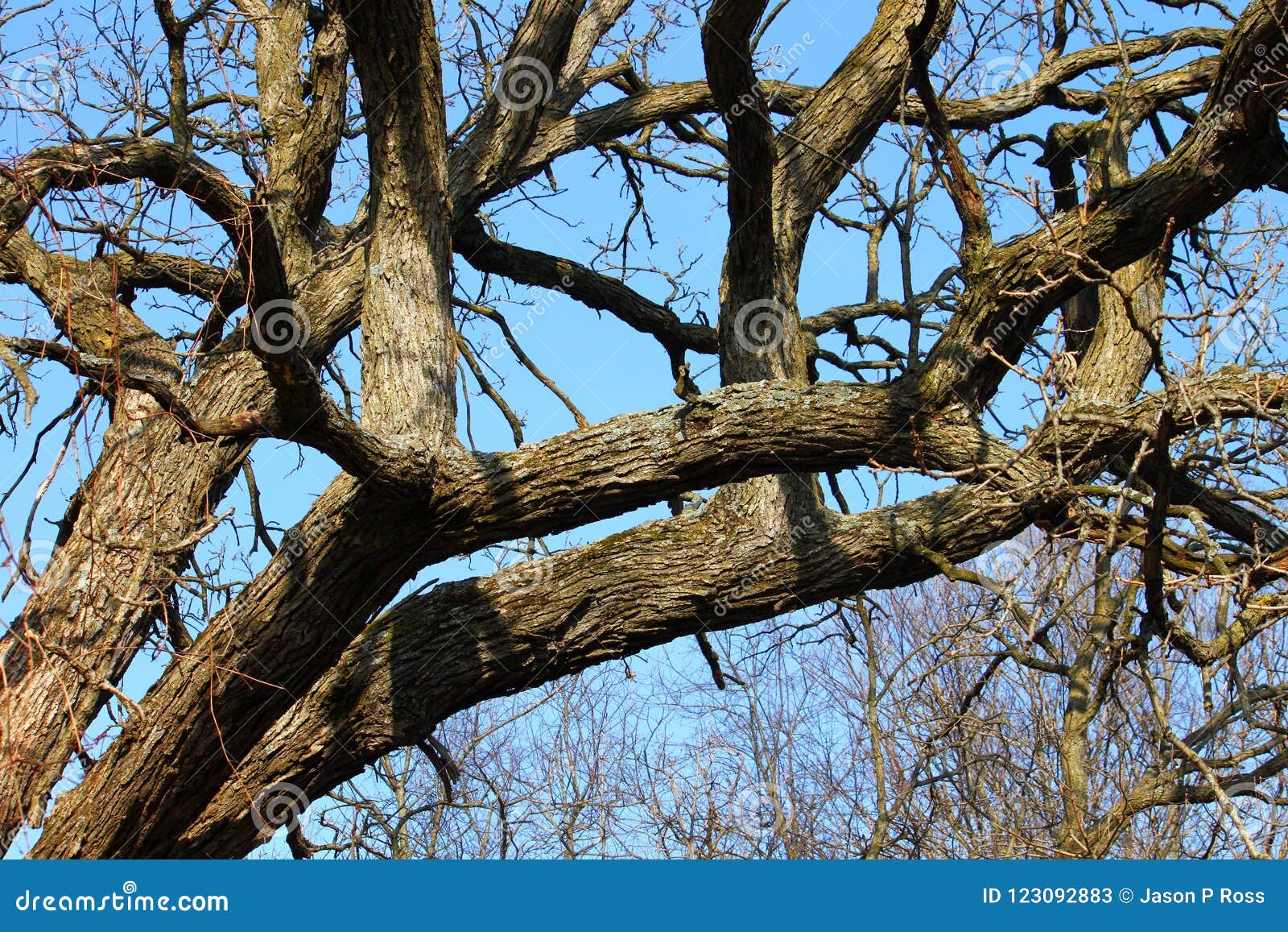 Oak Tree Background stock image. Image of conservation - 123092883