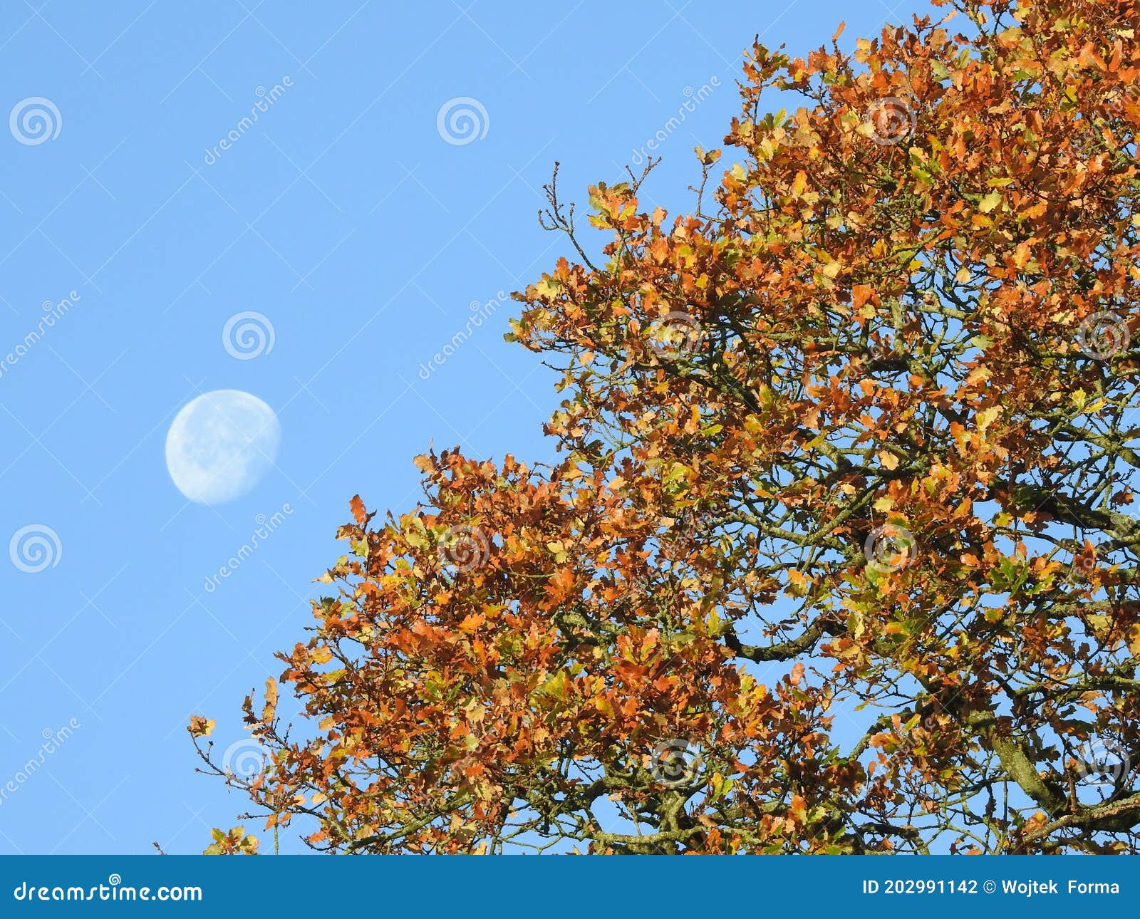 An Oak Tree in the Background of the Moon at Sunrise Stock Photo ...