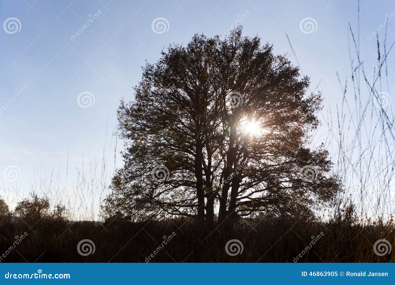 Oak Tree Backlit in Loenermark Stock Image - Image of backlight, grass ...