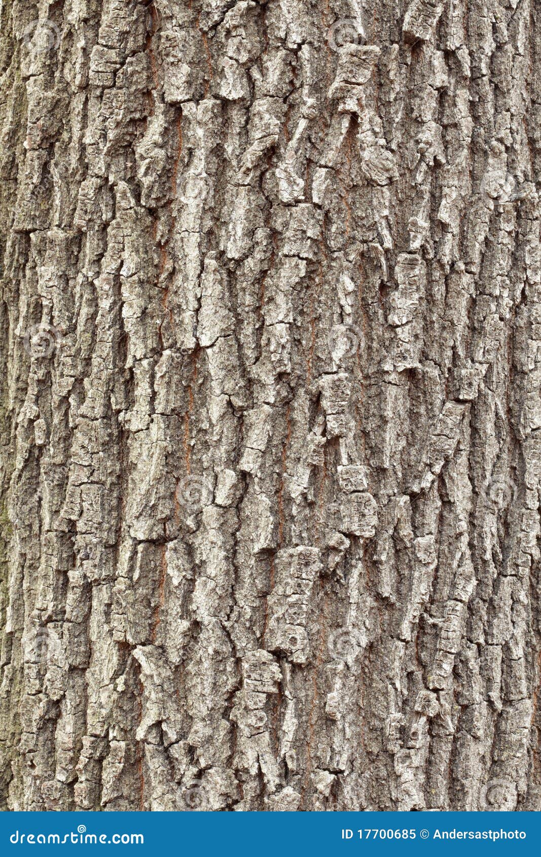 Oak tree bark stock image. Image of clean, macro, textures - 17700685