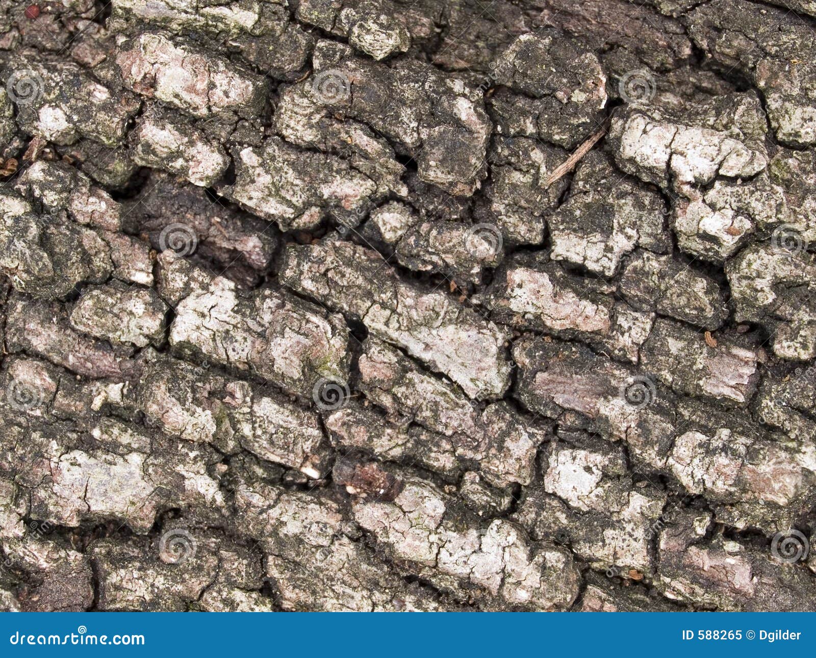 Oak tree bark stock image. Image of bark, trunk, close - 588265