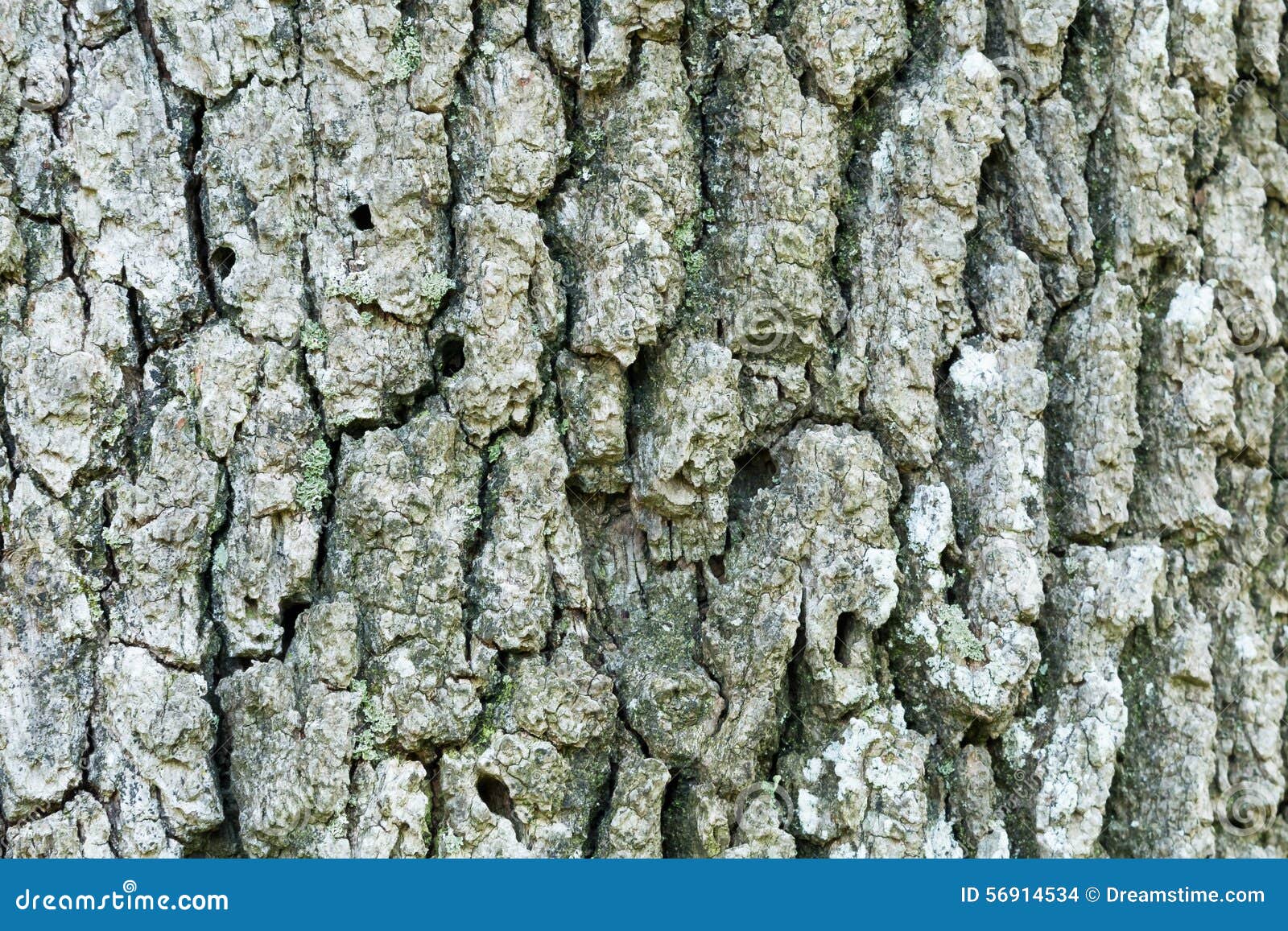 Oak tree bark stock photo. Image of macro, background - 56914534