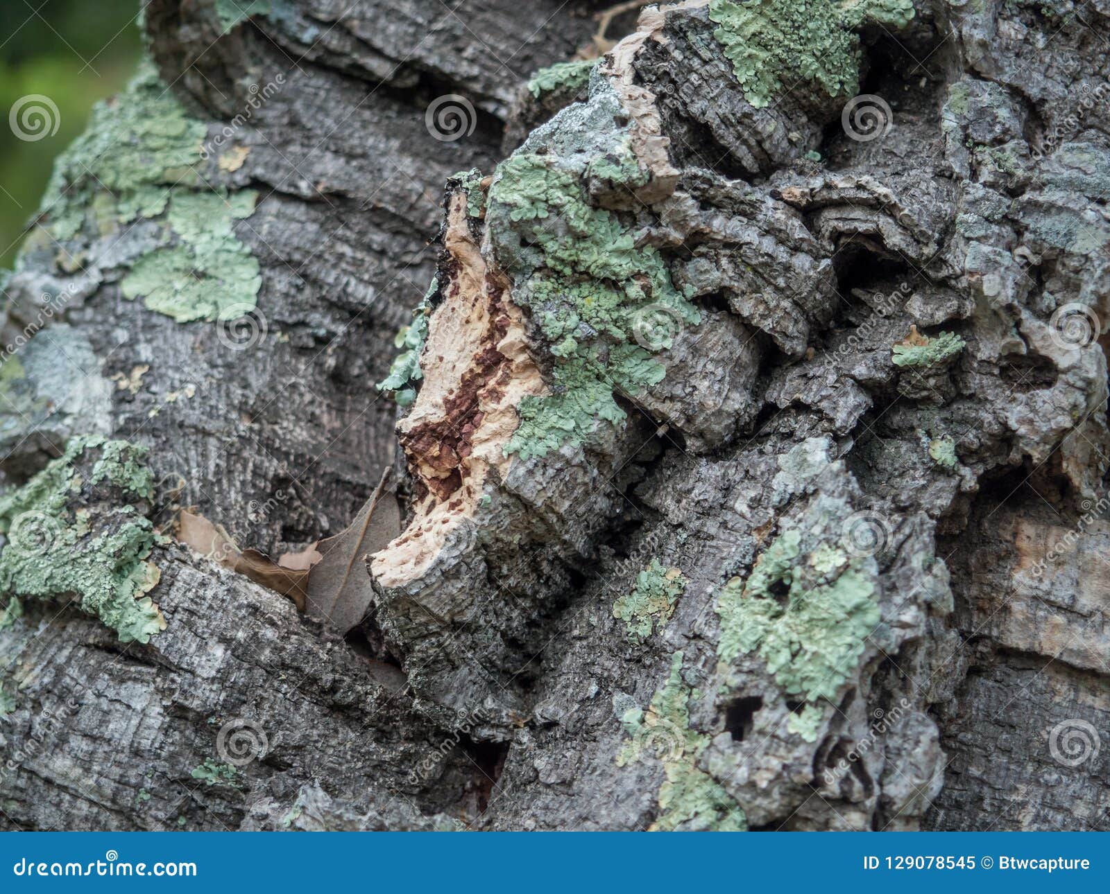 Oak tree bark stock image. Image of hide, horticulture - 129078545