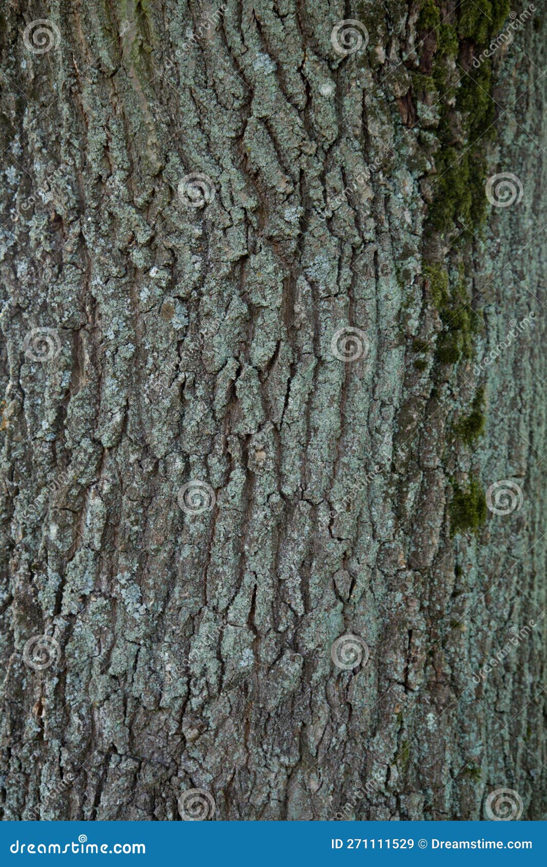 Oak tree bark stock image. Image of leaf, trunk, botanical - 271111529