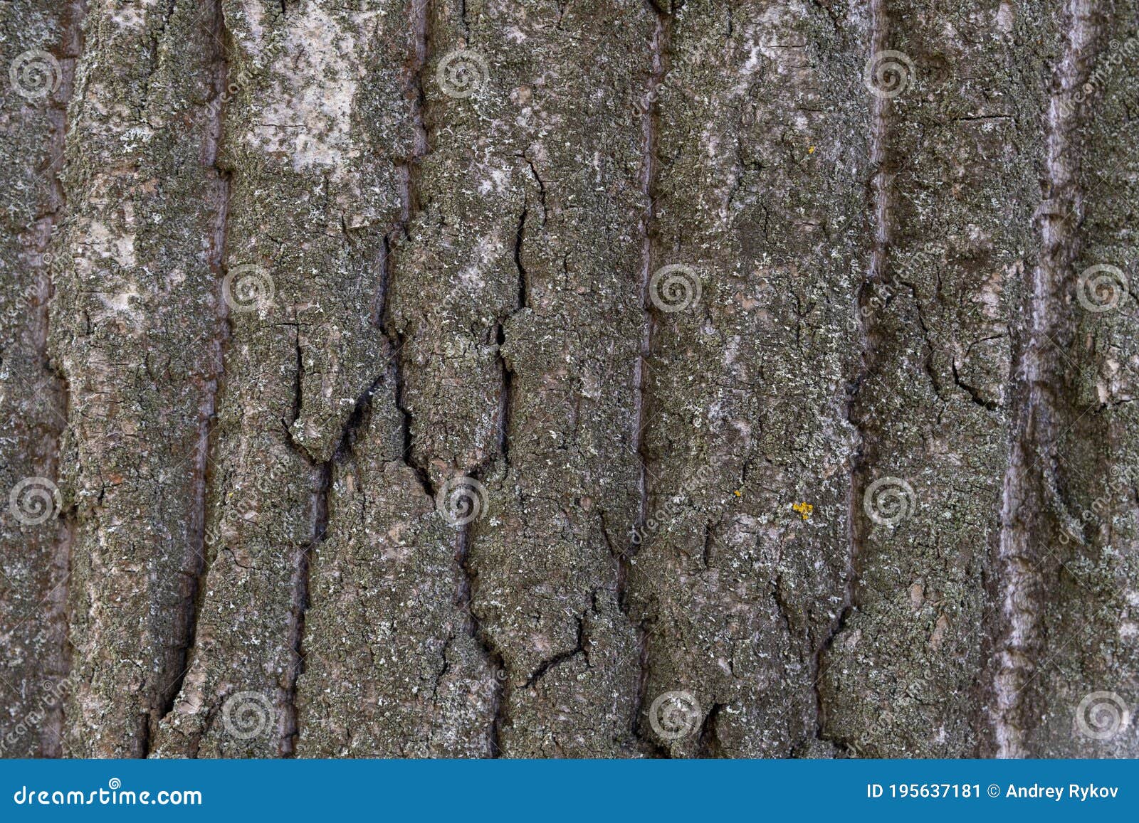 Oak tree bark stock image. Image of environmental, detail - 195637181