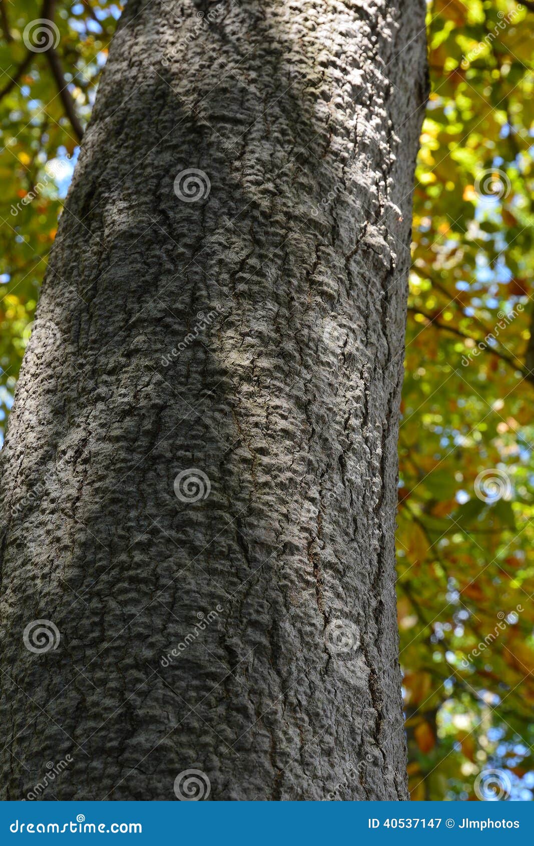Oak tree bark closeup stock image. Image of aging, colorful - 40537147