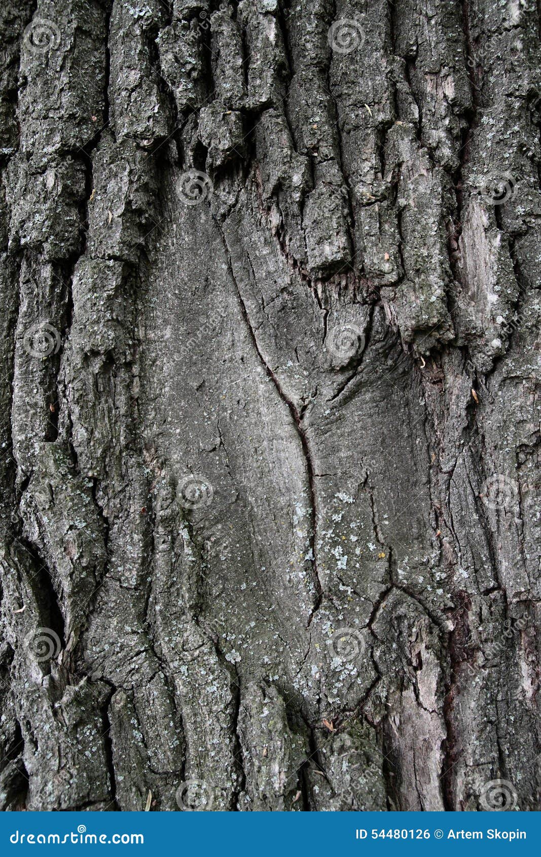 Oak tree bark stock photo. Image of fracture, crack, nature - 54480126