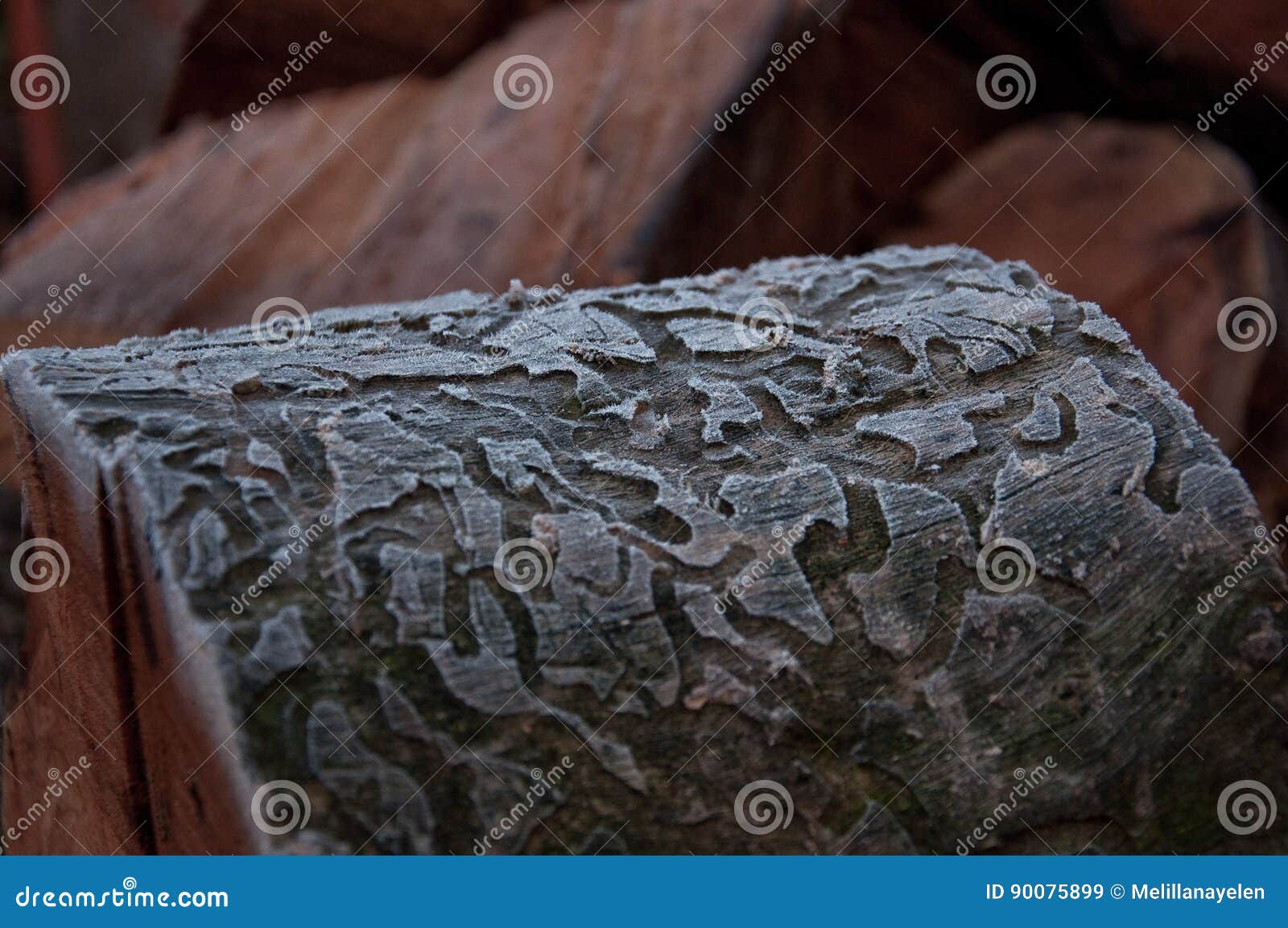 Oak Tree Bark Frozen with Lines. Stock Image - Image of closeup ...
