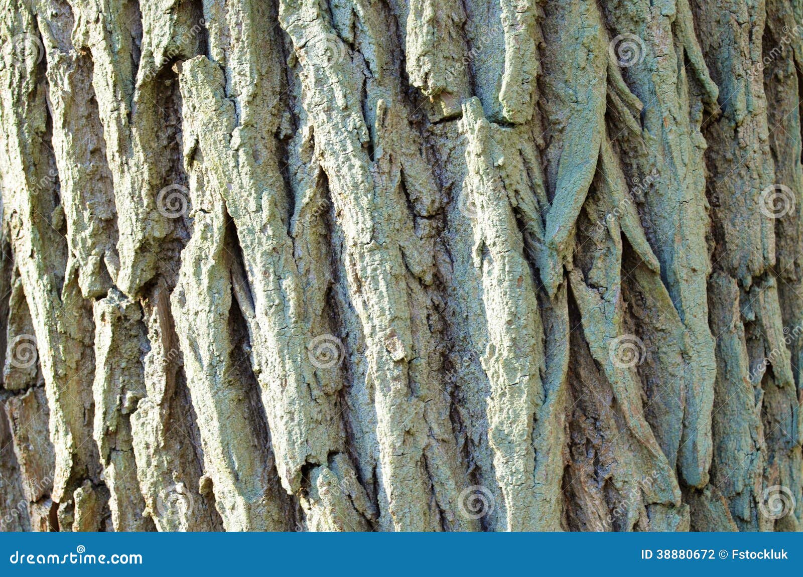 Oak Tree Bark With Many Cracks Stock Photo - Image of bark, tree: 38880672